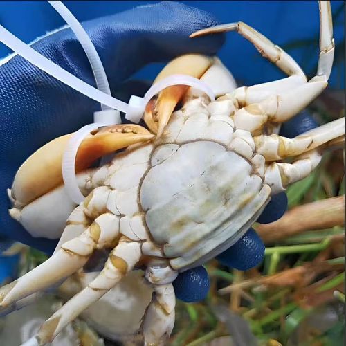 黄油蟹多少钱一斤2020_2020年黄油蟹价格走势-第3张图片-山城妙识 黄油蟹多少钱一斤2020_2020年黄油蟹价格走势-第3张图片-山城妙识