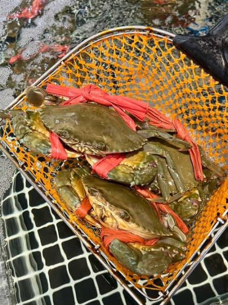 黄油蟹多少钱一斤2020_2020年黄油蟹价格走势-第1张图片-山城妙识 黄油蟹多少钱一斤2020_2020年黄油蟹价格走势-第1张图片-山城妙识