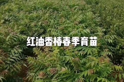 香椿树苗批发价格_哪里买便宜-第1张图片-山城妙识 香椿树苗批发价格_哪里买便宜-第1张图片-山城妙识