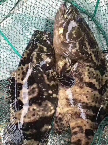 野生石斑鱼多少钱一斤_野生石斑鱼价格为什么贵-第1张图片-山城妙识 野生石斑鱼多少钱一斤_野生石斑鱼价格为什么贵-第1张图片-山城妙识