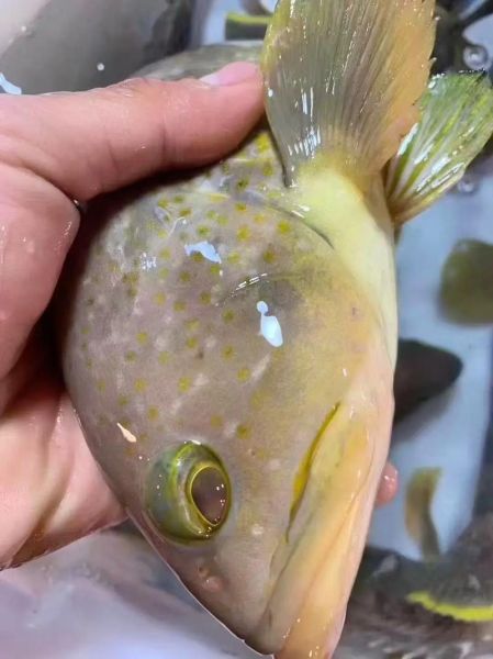 野生石斑鱼多少钱一斤_野生石斑鱼价格为什么贵-第3张图片-山城妙识 野生石斑鱼多少钱一斤_野生石斑鱼价格为什么贵-第3张图片-山城妙识