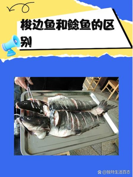 鲶鱼和鲢鳙是一种鱼吗_区别在哪里-第1张图片-山城妙识 鲶鱼和鲢鳙是一种鱼吗_区别在哪里-第1张图片-山城妙识