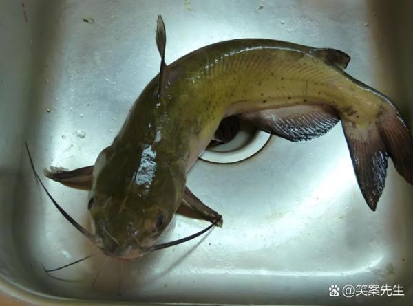 鲶鱼和鲢鳙是一种鱼吗_区别在哪里-第2张图片-山城妙识 鲶鱼和鲢鳙是一种鱼吗_区别在哪里-第2张图片-山城妙识