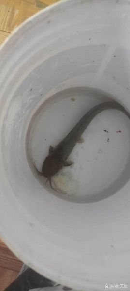 鲶鱼和鲢鳙是一种鱼吗_区别在哪里-第3张图片-山城妙识 鲶鱼和鲢鳙是一种鱼吗_区别在哪里-第3张图片-山城妙识