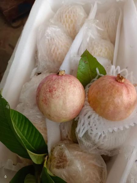 番石榴多少钱一斤_番石榴价格行情-第2张图片-山城妙识 番石榴多少钱一斤_番石榴价格行情-第2张图片-山城妙识