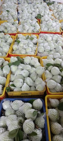 番石榴多少钱一斤_番石榴价格行情-第1张图片-山城妙识 番石榴多少钱一斤_番石榴价格行情-第1张图片-山城妙识