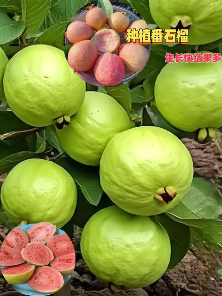 番石榴多少钱一斤_番石榴价格行情-第3张图片-山城妙识 番石榴多少钱一斤_番石榴价格行情-第3张图片-山城妙识