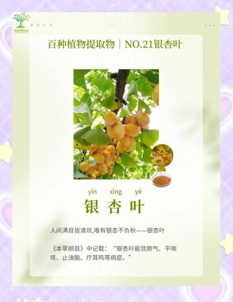 银杏叶片的功效与作用_银杏叶片能长期吃吗-第1张图片-山城妙识 银杏叶片的功效与作用_银杏叶片能长期吃吗-第1张图片-山城妙识