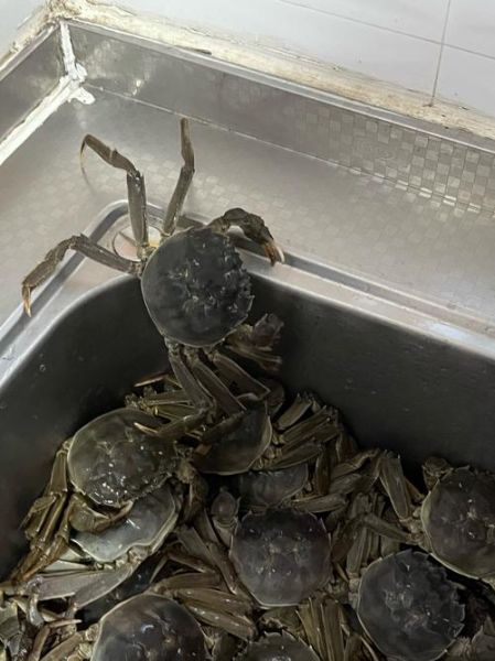 螃蟹怎么刷才能刷干净_刷螃蟹用什么刷子-第2张图片-山城妙识 螃蟹怎么刷才能刷干净_刷螃蟹用什么刷子-第2张图片-山城妙识