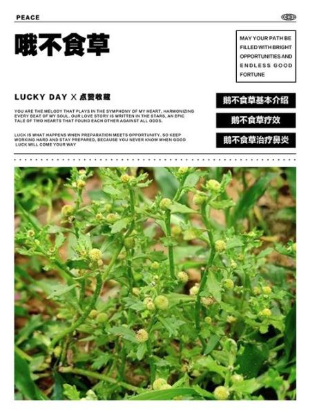 鹅不食草的功效与作用_鹅不食草怎么吃-第1张图片-山城妙识 鹅不食草的功效与作用_鹅不食草怎么吃-第1张图片-山城妙识