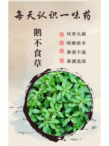 鹅不食草的功效与作用_鹅不食草怎么吃-第2张图片-山城妙识 鹅不食草的功效与作用_鹅不食草怎么吃-第2张图片-山城妙识