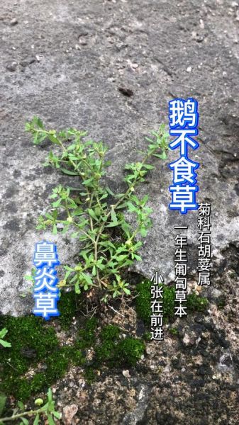 鹅不食草的功效与作用_鹅不食草怎么吃-第3张图片-山城妙识 鹅不食草的功效与作用_鹅不食草怎么吃-第3张图片-山城妙识