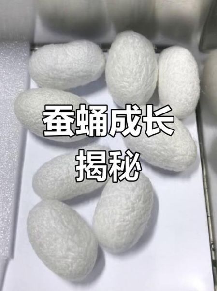 蚕蛹图片生长过程_蚕蛹变蛾子需要几天-第2张图片-山城妙识 蚕蛹图片生长过程_蚕蛹变蛾子需要几天-第2张图片-山城妙识