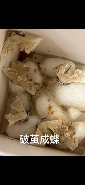 蚕蛹图片生长过程_蚕蛹变蛾子需要几天-第1张图片-山城妙识 蚕蛹图片生长过程_蚕蛹变蛾子需要几天-第1张图片-山城妙识