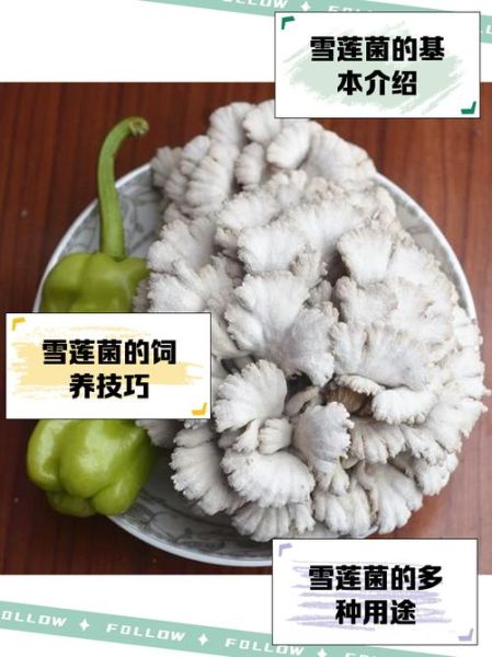 雪莲菌的功效与作用_雪莲菌怎么吃最好-第3张图片-山城妙识 雪莲菌的功效与作用_雪莲菌怎么吃最好-第3张图片-山城妙识
