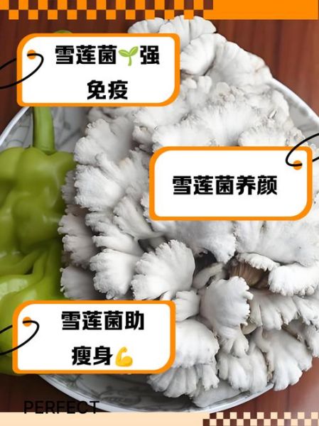 雪莲菌的功效与作用_雪莲菌怎么吃最好-第2张图片-山城妙识 雪莲菌的功效与作用_雪莲菌怎么吃最好-第2张图片-山城妙识