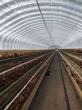 鸽子养殖大棚怎么建_鸽子养殖大棚图片大全-第2张图片-山城妙识 鸽子养殖大棚怎么建_鸽子养殖大棚图片大全-第2张图片-山城妙识