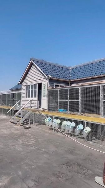 鸽子养殖大棚怎么建_鸽子养殖大棚图片大全-第1张图片-山城妙识 鸽子养殖大棚怎么建_鸽子养殖大棚图片大全-第1张图片-山城妙识