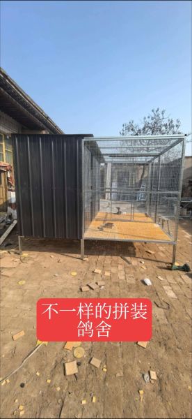 鸽子养殖大棚怎么建_鸽子养殖大棚图片大全-第3张图片-山城妙识 鸽子养殖大棚怎么建_鸽子养殖大棚图片大全-第3张图片-山城妙识