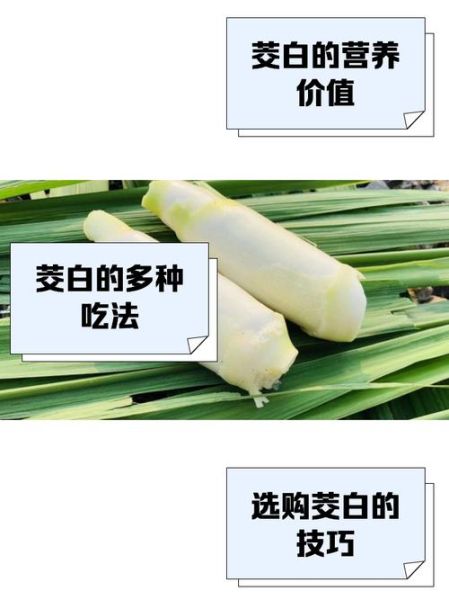 茭白是什么菜_茭白有什么营养价值-第1张图片-山城妙识 茭白是什么菜_茭白有什么营养价值-第1张图片-山城妙识