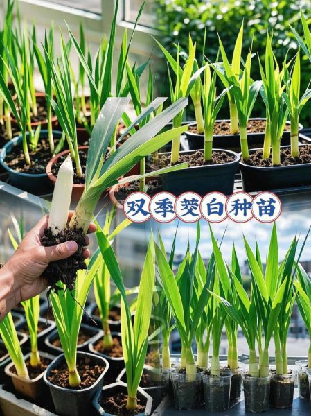 茭白是什么菜_茭白有什么营养价值-第2张图片-山城妙识 茭白是什么菜_茭白有什么营养价值-第2张图片-山城妙识