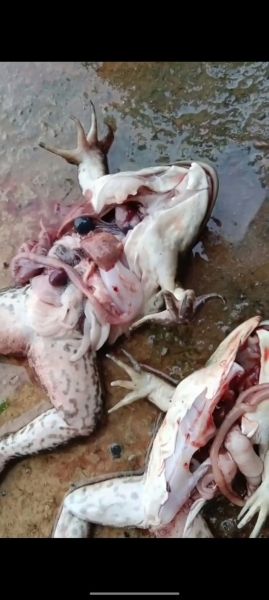 青蛙养殖赚钱吗_青蛙养殖成本利润分析-第1张图片-山城妙识