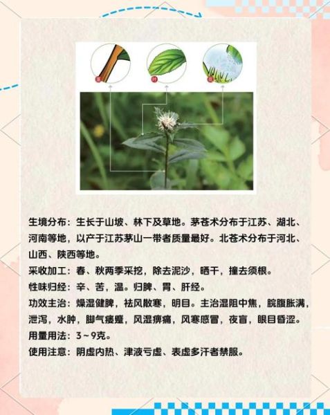 麸炒苍术的功效与作用_麸炒苍术和生苍术区别-第2张图片-山城妙识 麸炒苍术的功效与作用_麸炒苍术和生苍术区别-第2张图片-山城妙识