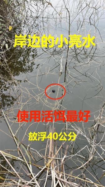 鲶鱼用什么饵料钓最好_鲶鱼饵料配方大全-第1张图片-山城妙识 鲶鱼用什么饵料钓最好_鲶鱼饵料配方大全-第1张图片-山城妙识