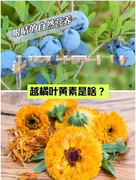 越橘叶黄素能护眼吗_越橘的功效与作用-第1张图片-山城妙识 越橘叶黄素能护眼吗_越橘的功效与作用-第1张图片-山城妙识