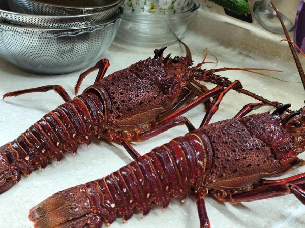 澳洲龙虾多少斤一只_澳洲龙虾一只几斤-第3张图片-山城妙识