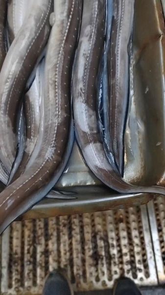 野生海鳗鱼图片大全_野生海鳗鱼长什么样-第1张图片-山城妙识 野生海鳗鱼图片大全_野生海鳗鱼长什么样-第1张图片-山城妙识