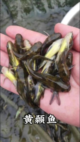 黄骨鱼营养价值高吗_黄骨鱼的功效与作用-第1张图片-山城妙识 黄骨鱼营养价值高吗_黄骨鱼的功效与作用-第1张图片-山城妙识