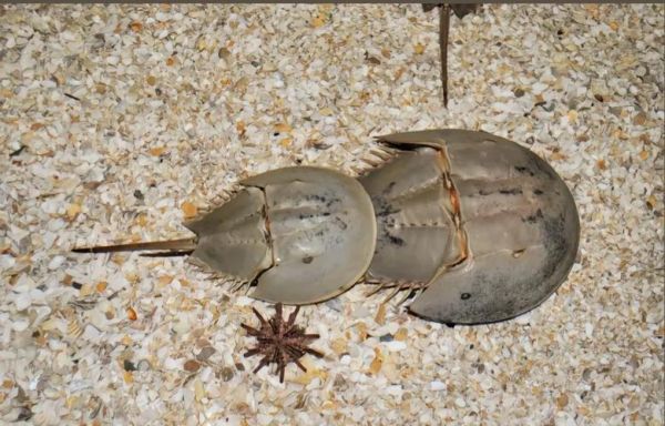 中华鲎是保护动物吗_中华鲎保护级别-第1张图片-山城妙识 中华鲎是保护动物吗_中华鲎保护级别-第1张图片-山城妙识