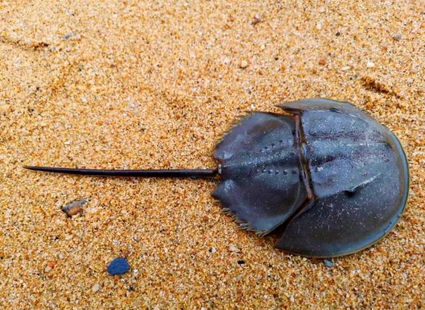 中华鲎是保护动物吗_中华鲎保护级别-第2张图片-山城妙识 中华鲎是保护动物吗_中华鲎保护级别-第2张图片-山城妙识
