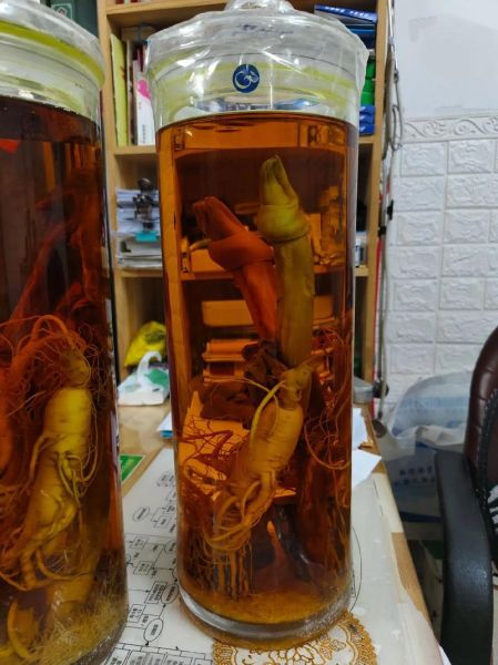 鹿鞭泡酒用什么酒最好_鹿鞭泡酒配方比例是多少-第1张图片-山城妙识 鹿鞭泡酒用什么酒最好_鹿鞭泡酒配方比例是多少-第1张图片-山城妙识