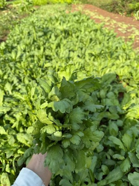 香港人说的燕菜是什么_燕菜和琼脂一样吗-第1张图片-山城妙识