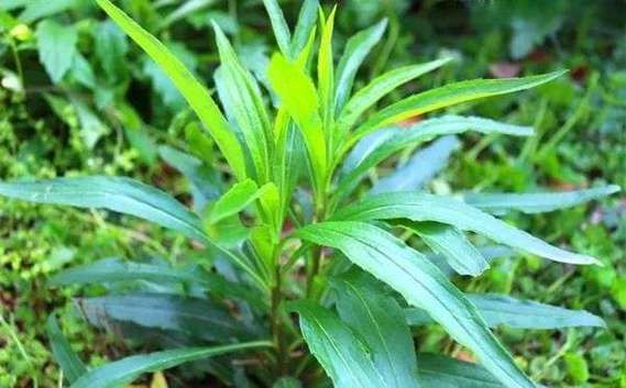 香港人说的燕菜是什么_燕菜和琼脂一样吗-第2张图片-山城妙识