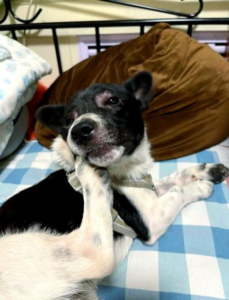 海鲜过敏脸部症状有哪些_海鲜过敏脸肿了怎么办-第2张图片-山城妙识