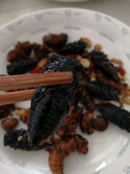 蚕蛹里面的黑东西能吃吗_蚕蛹黑色物质是什么-第1张图片-山城妙识 蚕蛹里面的黑东西能吃吗_蚕蛹黑色物质是什么-第1张图片-山城妙识