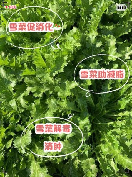 雪菜的营养价值_雪菜的功效与作用-第1张图片-山城妙识 雪菜的营养价值_雪菜的功效与作用-第1张图片-山城妙识