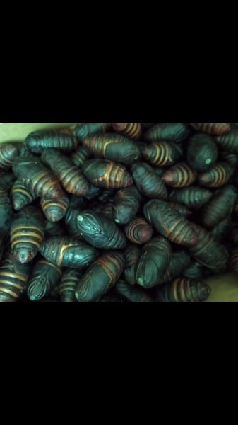 蚕蛹里面的黑东西能吃吗_蚕蛹黑色物质是什么-第2张图片-山城妙识 蚕蛹里面的黑东西能吃吗_蚕蛹黑色物质是什么-第2张图片-山城妙识