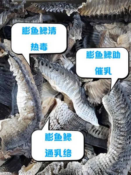 膨鱼鳃的功效与作用_膨鱼鳃怎么吃效果最好-第2张图片-山城妙识 膨鱼鳃的功效与作用_膨鱼鳃怎么吃效果最好-第2张图片-山城妙识