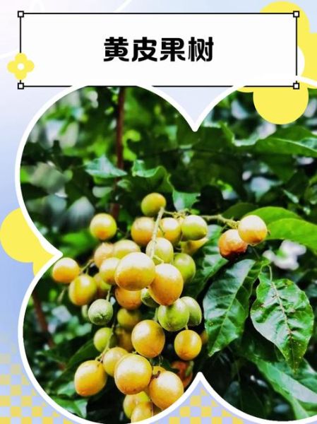 黄皮果树怎么种_黄皮果树几年结果-第1张图片-山城妙识 黄皮果树怎么种_黄皮果树几年结果-第1张图片-山城妙识