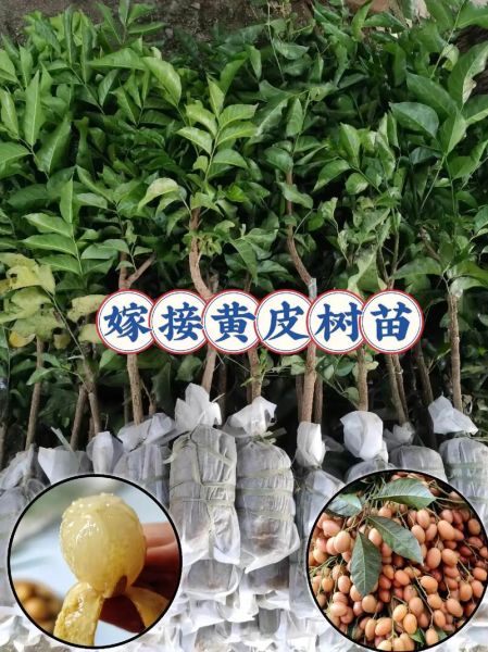 黄皮果树怎么种_黄皮果树几年结果-第2张图片-山城妙识 黄皮果树怎么种_黄皮果树几年结果-第2张图片-山城妙识