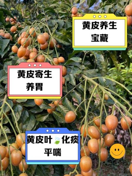 黄皮果树怎么种_黄皮果树几年结果-第3张图片-山城妙识 黄皮果树怎么种_黄皮果树几年结果-第3张图片-山城妙识