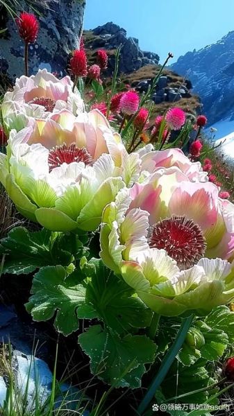 雪莲花长什么样_雪莲花图片怎么拍-第3张图片-山城妙识 雪莲花长什么样_雪莲花图片怎么拍-第3张图片-山城妙识