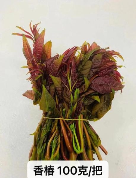 干香椿的功效与作用_干香椿怎么吃最营养-第3张图片-山城妙识