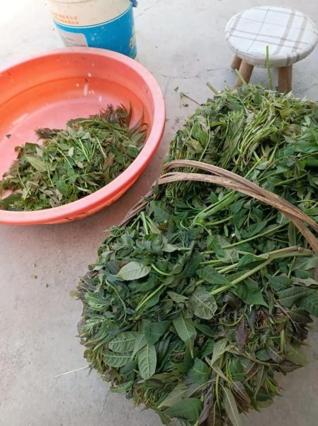 干香椿的功效与作用_干香椿怎么吃最营养-第2张图片-山城妙识