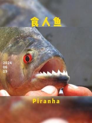 食人鲳能吃吗_食人鲳有毒吗-第1张图片-山城妙识 食人鲳能吃吗_食人鲳有毒吗-第1张图片-山城妙识