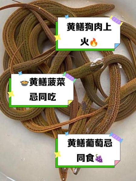 黄鳝不能和什么一起吃_黄鳝相克食物有哪些-第1张图片-山城妙识 黄鳝不能和什么一起吃_黄鳝相克食物有哪些-第1张图片-山城妙识